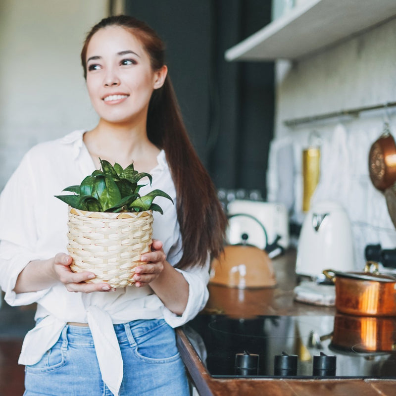 The Perfect House Plants for 10 Kitchen Design Styles – Urban Ambiance